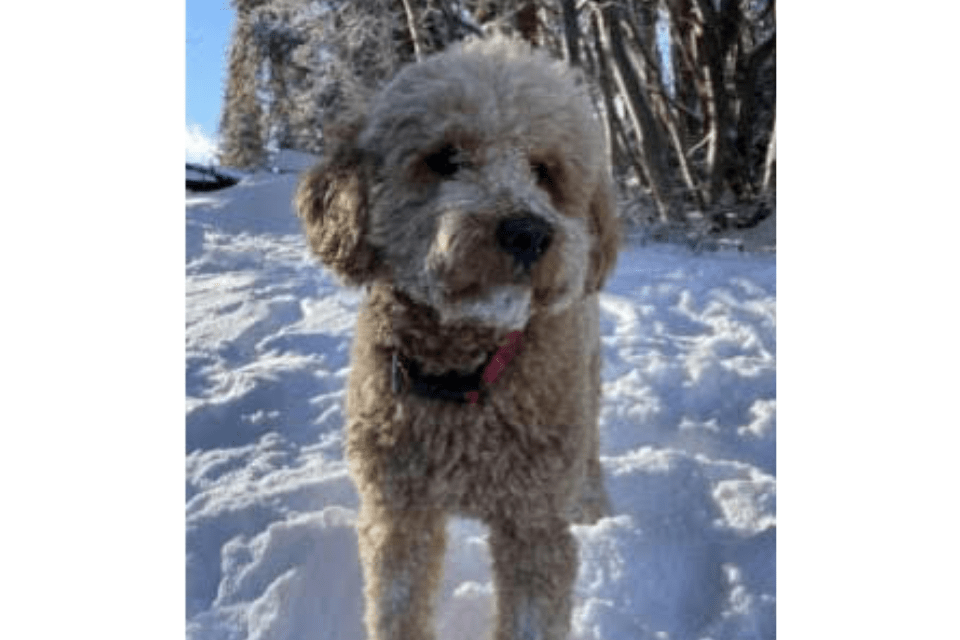 Update: Keep an eye out for missing Goldendoodle, Charlie