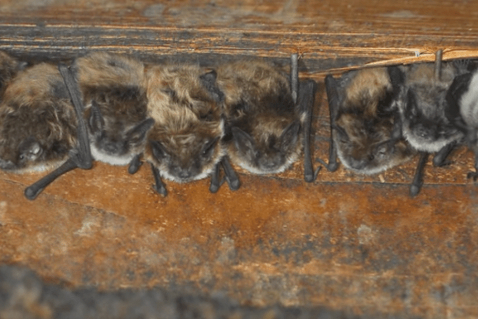 Spooky Season: Bats in Yellowstone National Park
