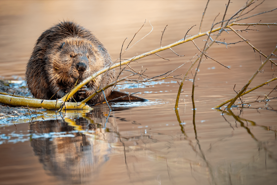 Untrapped Tuesday presents Eco-hero #1: The American Beaver