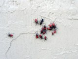 How To Get Rid Of Box Elder Bugs Bugg Products Llc