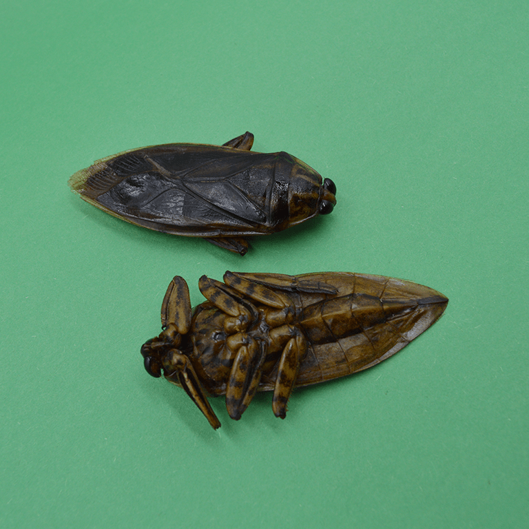 Your Guide to Eating Bugs | Bugible – Edible Insect Blog