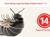 How Many Legs Do Rolly Pollies Have A Fascinating Look Bugstips