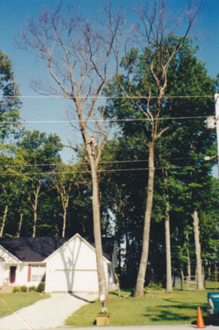 Busy Beavers Tree Service – Affordable Tree Cutting