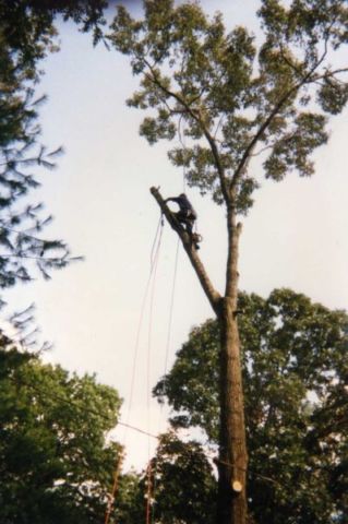 Busy Beavers Tree Service – Affordable Tree Cutting