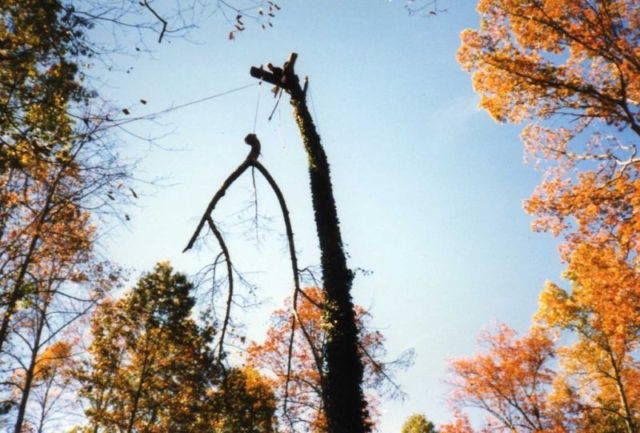 Busy Beavers Tree Service – Affordable Tree Cutting