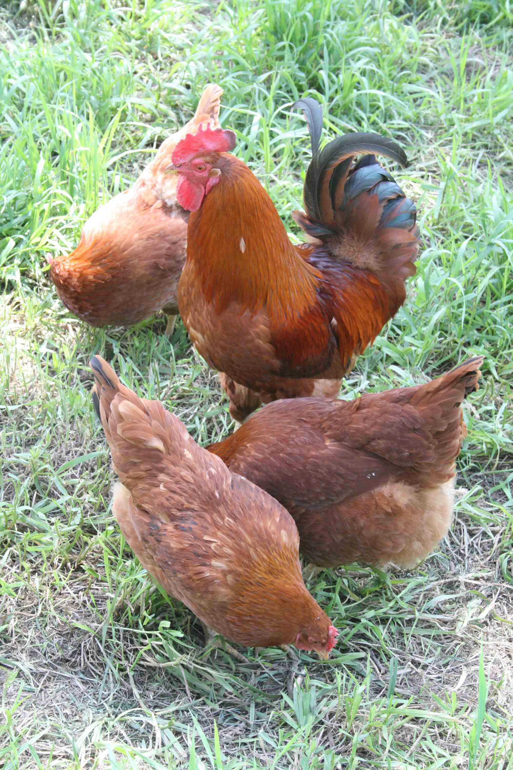 Chickens | Buzzard Roost