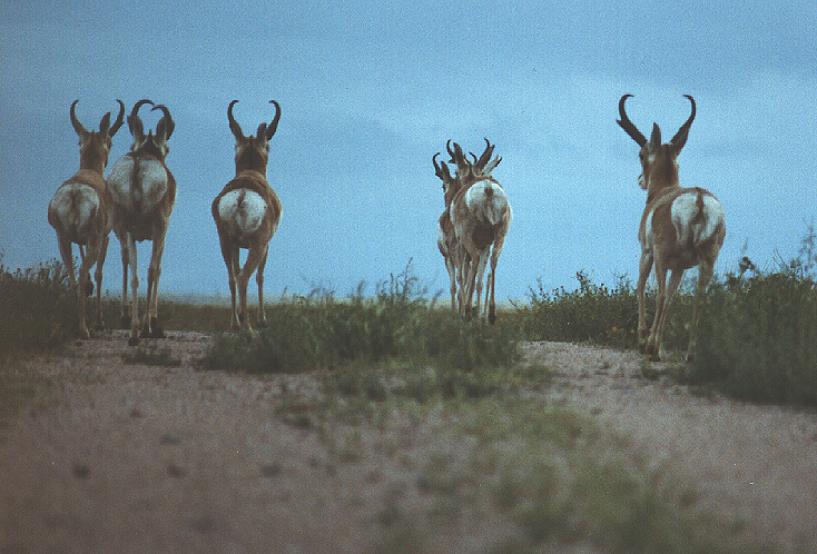 Oregon Sleeper State for Pronghorn – Antelope | Bwana Bubba Adventurers