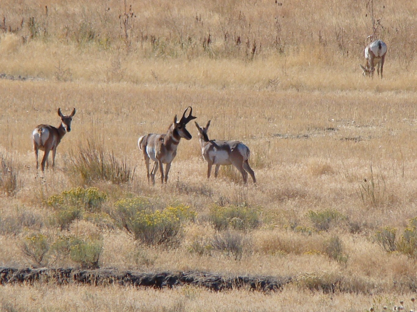 Grizzly Unit Antelope – August 2008 | Bwana Bubba Adventurers