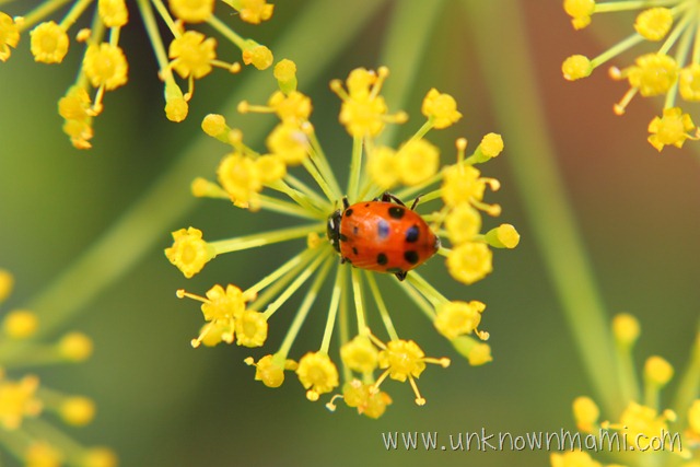 Sundays In My City - By Claudya