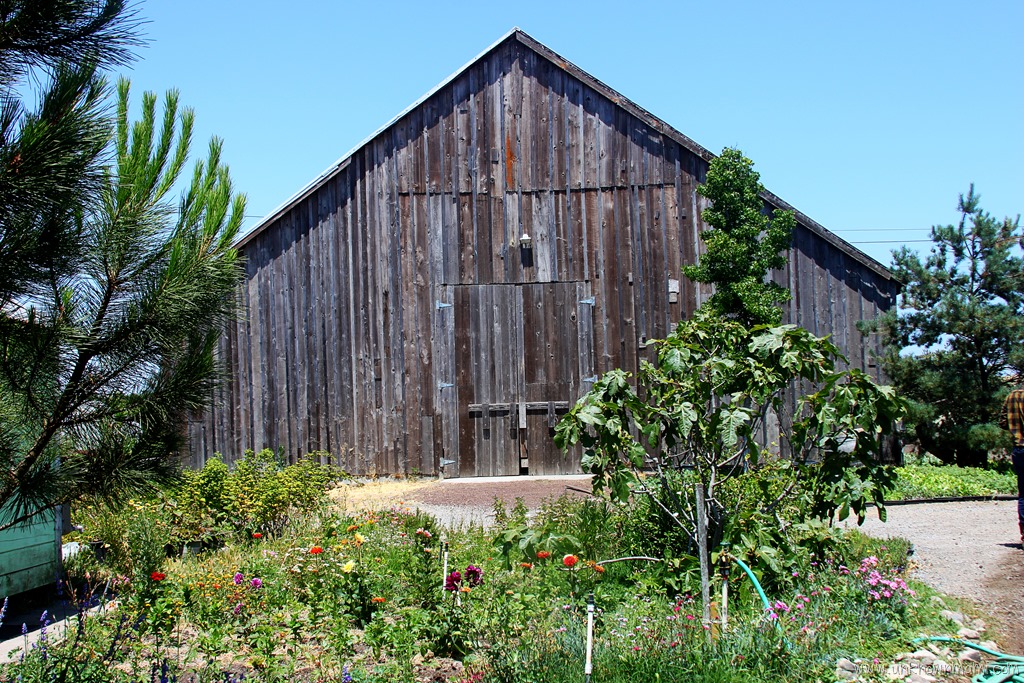 Green String Farm ( Sundays In My City) - By Claudya