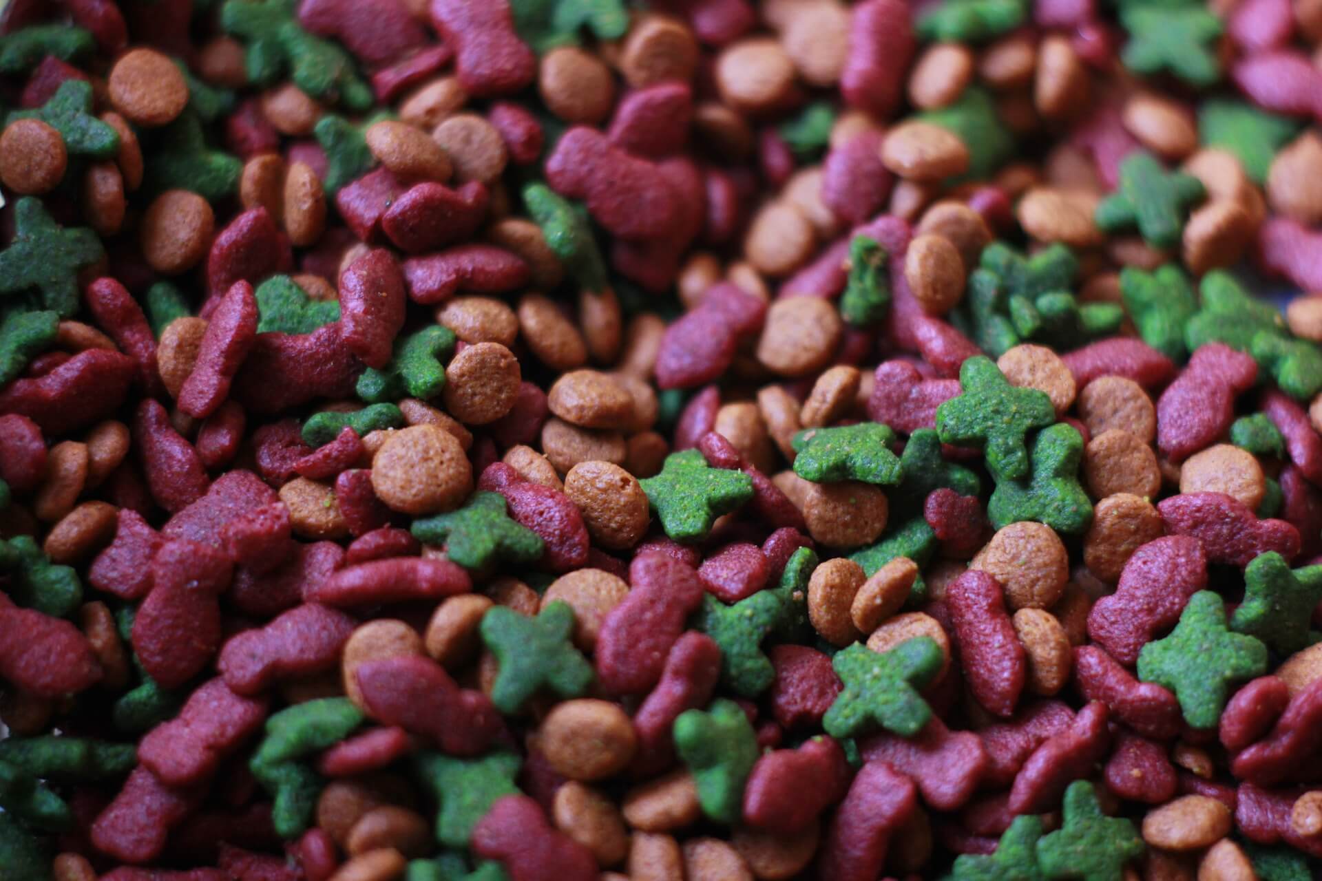 All about insect pet food | bygora.com