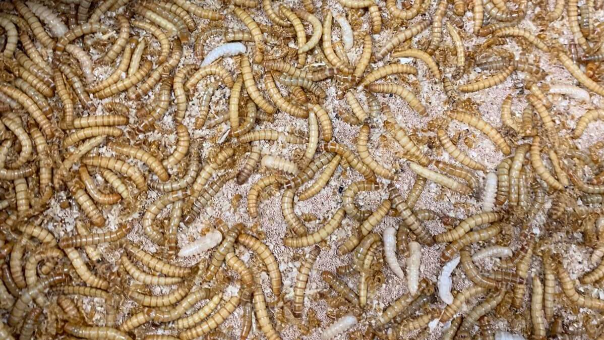 What are chitin and chitosan | bygora.com