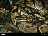 Royal Python Python Regius Adult Stock Photo Alamy