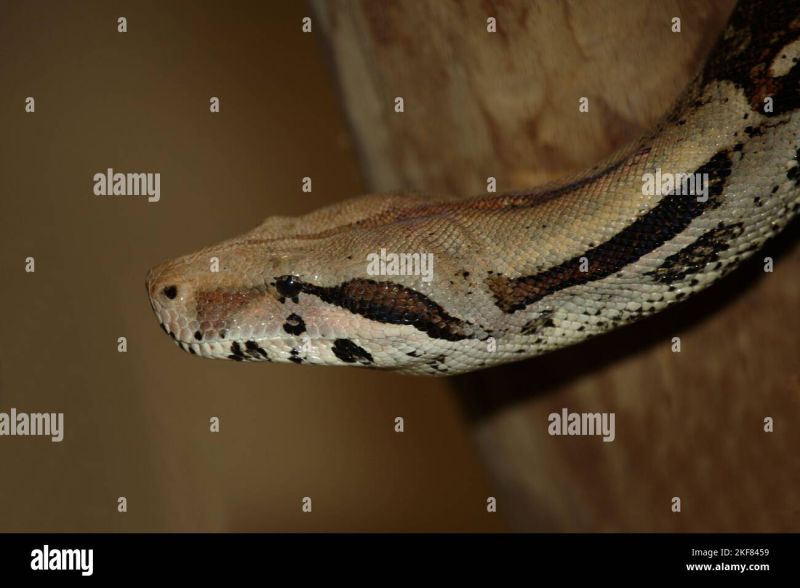 Tiger Python Python Molurus Stock Photo Alamy - Download Incredible Ocean Image | Full HD