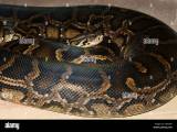 Dark Tiger Python Python Bivittatus Hi Res Stock Photography And Images