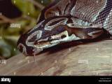 Royal Python Python Regius Pythonidae Stock Photo Alamy