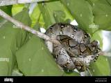 Python In Tree Stock Photo Alamy
