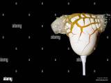 Exploding Egg Hi Res Stock Photography And Images Alamy