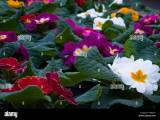 Primrose Patch Hi Res Stock Photography And Images Alamy