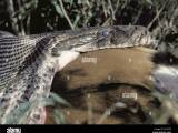African Python Water Python African Rock Python Python Sebae