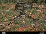 African Python Water Python African Rock Python Python Sebae In