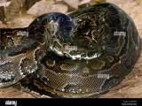 African Python Water Python African Rock Python Python Sebae