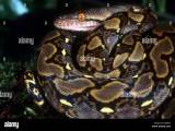 Reticulated Python Python Reticulatus Stock Photo Alamy