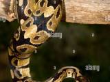 Royal Python Python Regius Stock Photo Alamy