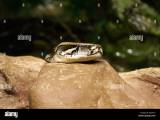 African Rock Python Python Sebae Stock Photo Alamy