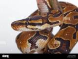 Royal Python Python Regius Stock Photo Alamy