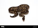 Super Black Head Ball Python Or Royal Python Python Regius Stock Photo
