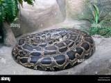 Tiger Python Python Molurus Stock Photo Alamy
