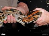 Burmese Python Indian Python Python Molurus Python Molurus Molurus