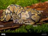 Ball Python Royal Python Python Regius Breed Bell S Ghost Stock
