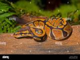 Ball Python Royal Python Python Regius Winding Stock Photo Alamy