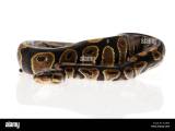 Royal Regius Pythonidae Hi Res Stock Photography And Images Alamy