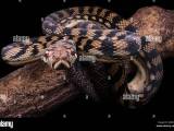 Amethystine Scrub Python Hi Res Stock Photography And Images Alamy