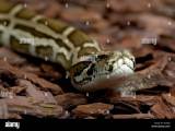 Tigerpython Hi Res Stock Photography And Images Alamy