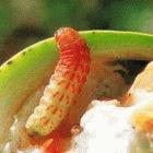Red Bollworm | TNAU Cotton database