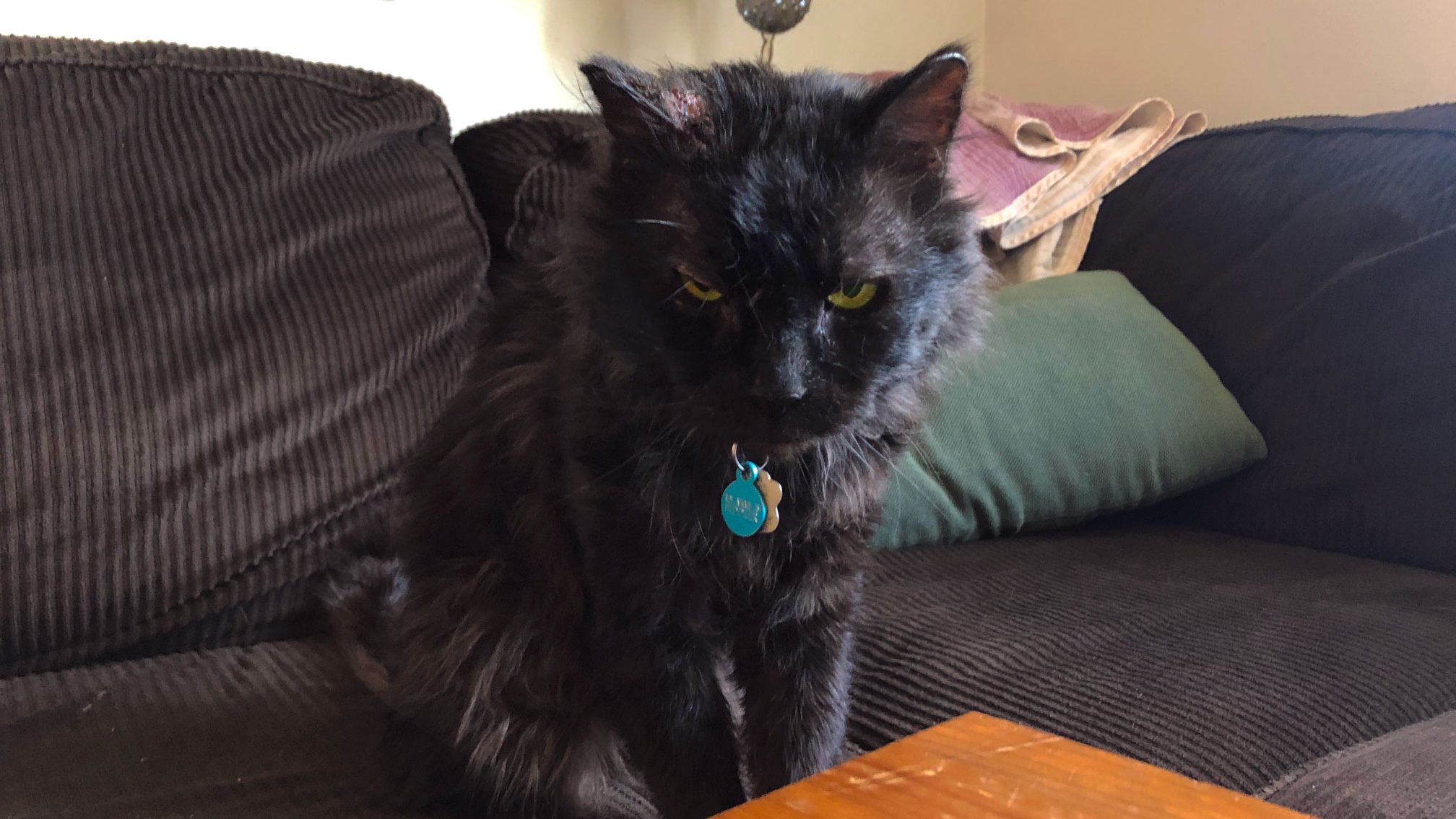 Yellowknife’s ‘Taxidermy Cat’ is home safe and as scraggly as ever