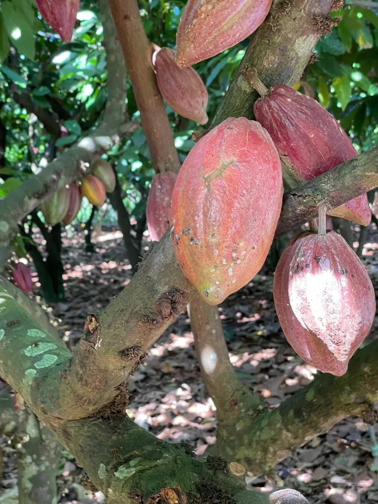 BEAN TO BAR – Premarché Cacaolate Lab