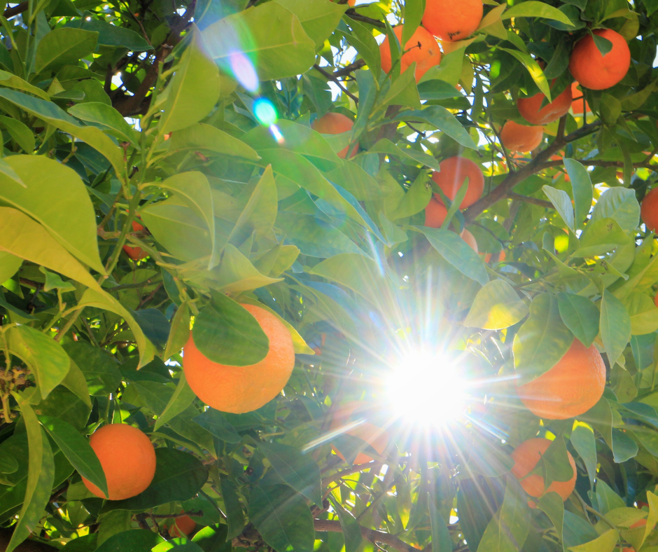 Growing Orange Trees In A Drought: Tips To Keep Your Backyard Orchard ...