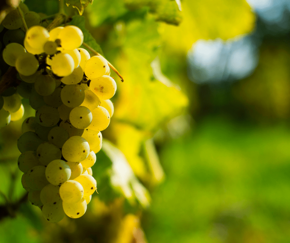 9 Tips For Growing Great Grapevines - Calendula's Garden