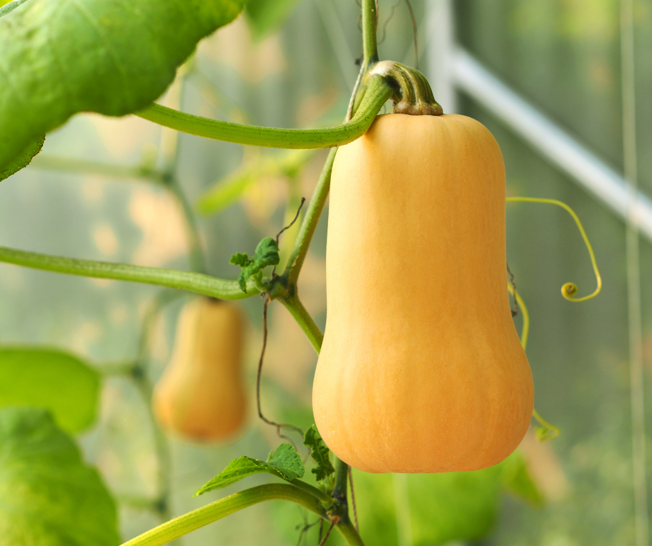 How To Grow Great Squash - Calendula's Garden