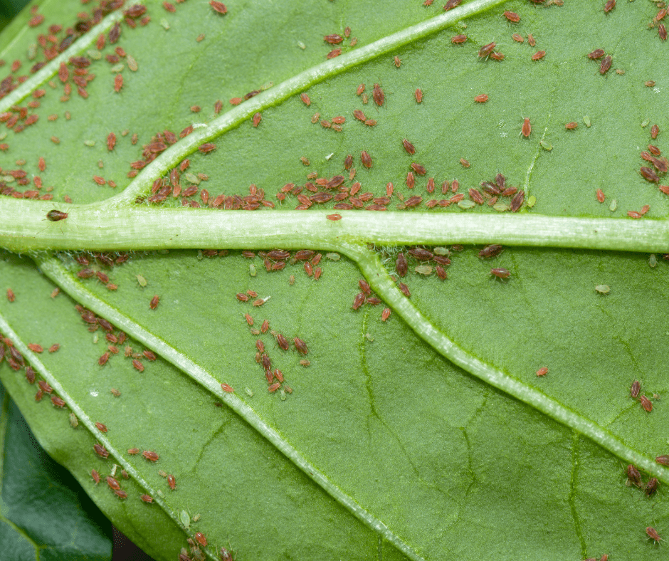 The Best Natural Pest Control Solutions - Calendula's Garden