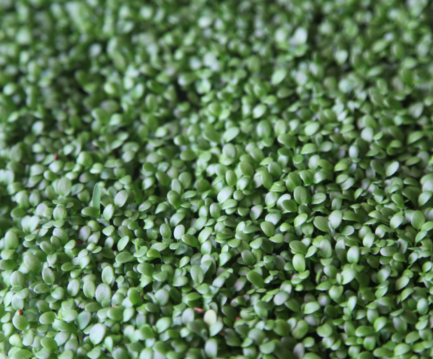 Clover Microgreens – CampHouse Farm