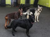 Behavior Modification Camp Mutt