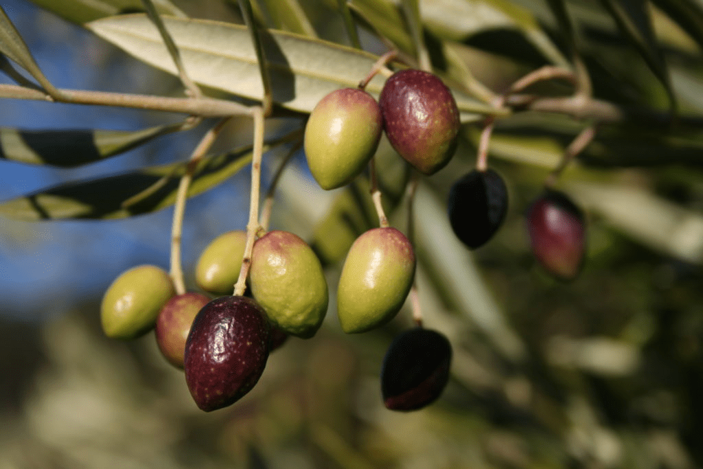 DELUXE OLIVE EXPERIENCE – Lavender + Olives + Bees + Ceramics