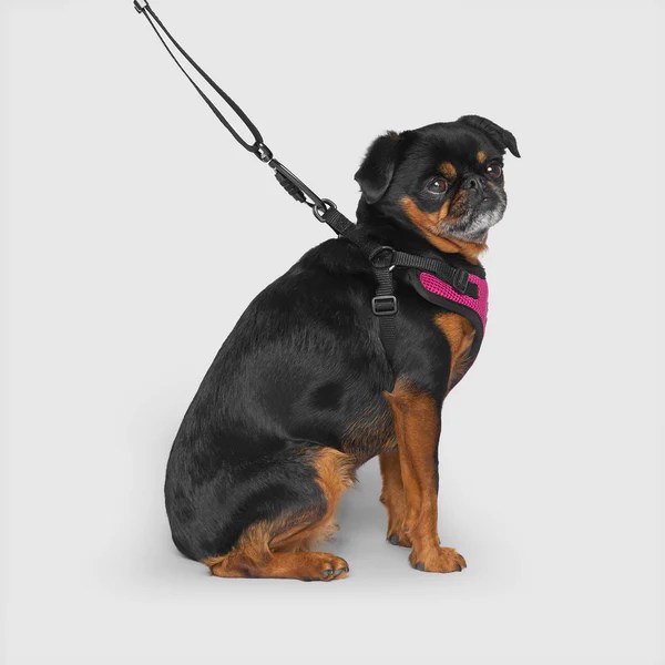 Easy On Step In Dog Harness Canada Pooch