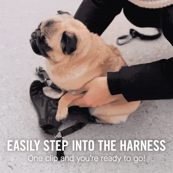 Easy On Step In Dog Harness Canada Pooch